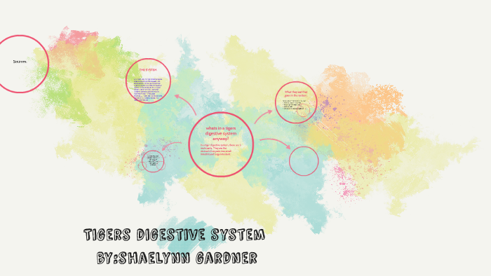Tigers digestive system Project by:shaelynn gardner by Nicole gardner on Prezi