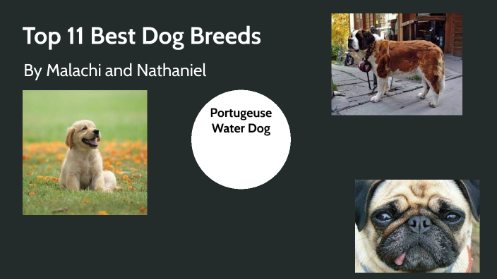 Best Dog Breeds by Malachi Mason on Prezi
