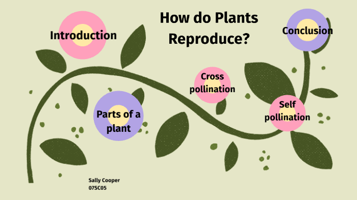 PIP - Plant Reproduction by Sally Cooper on Prezi