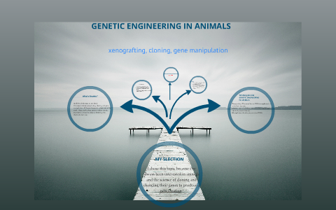 GENETIC ENGINEERING IN ANIMALS by patrick romero on Prezi