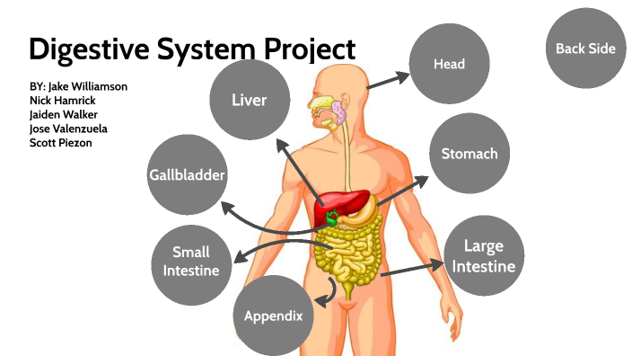 Digestive System Project by Jake Williamson on Prezi