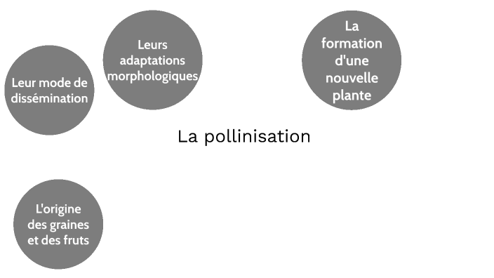 la pollinisation svt by Céline DIXON on Prezi