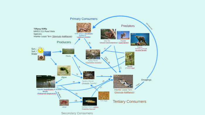 Interior Least Tern Food Web by Tiffany Riffle on Prezi