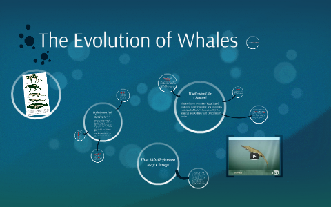 The Evolution of Whales by Emily N on Prezi