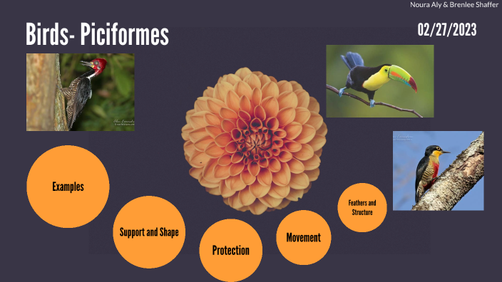 Birds- Piciformes by Noura Aly on Prezi