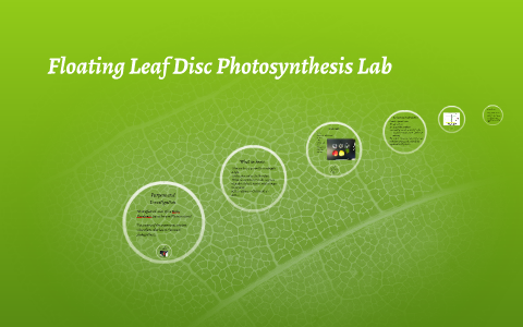 Floating Leaf Disc Photosynthesis Lab by Erin Hayden on Prezi