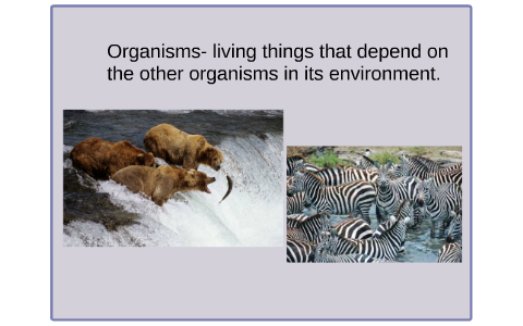 Visualizing Levels of Organization by Tiara Cox on Prezi