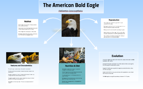 The Bald Eagle by michael howe on Prezi