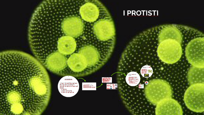 I PROTISTI by Federica Fratarcangeli on Prezi