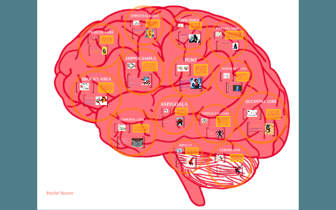 Superhero Brain Project by Rachel Boozer on Prezi