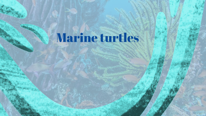 Présentation by Théo Brun on Prezi