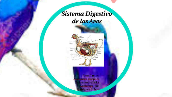 Sistema Digestivo de las Aves by valeria de los santos on Prezi