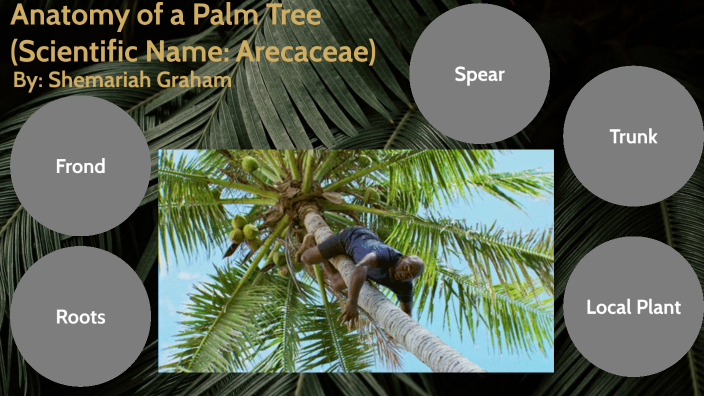 Life Cycle of a Palm Tree by faith graham on Prezi