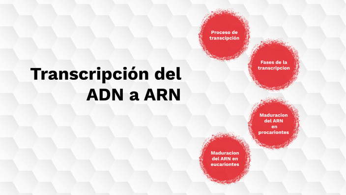 transcripción del ADN a ARN by Sebastian Naranjo on Prezi