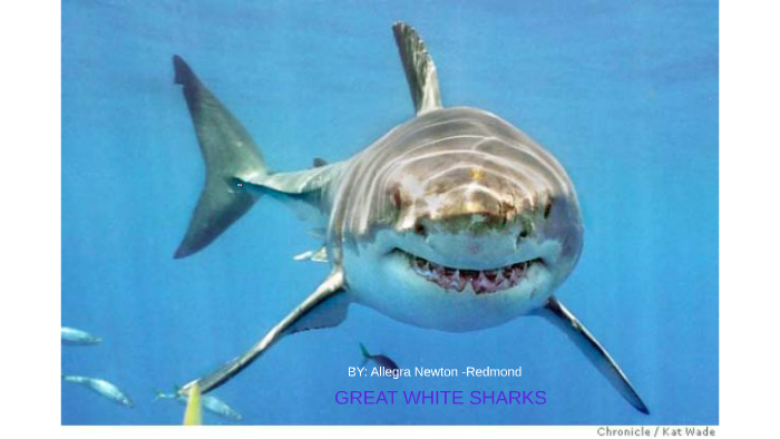 Allegra GREAT WHITE SHARKS by Brian Teinert on Prezi
