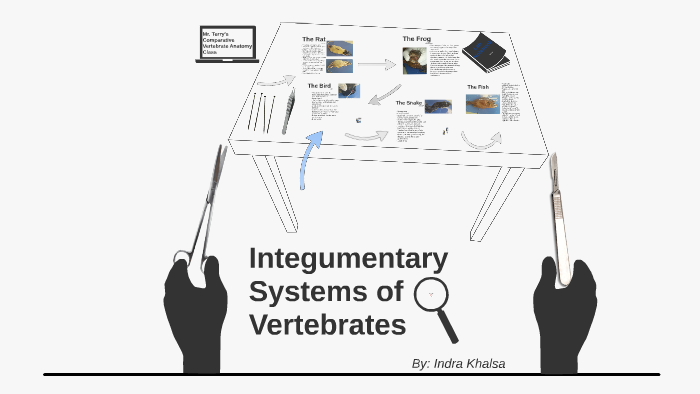 Integumentary Systems of Vertebrate by on Prezi