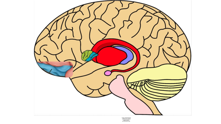 A Tour of the Rewards & Motivation System by Morgan Maddock on Prezi
