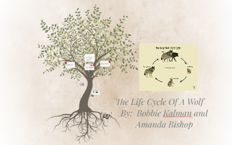 The Life Cycle Of A Wolf by Kyle Swiger on Prezi