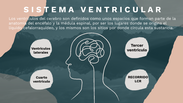 Sistema ventricular y recorrido del LCR by Gisella Suarez Galindo on Prezi