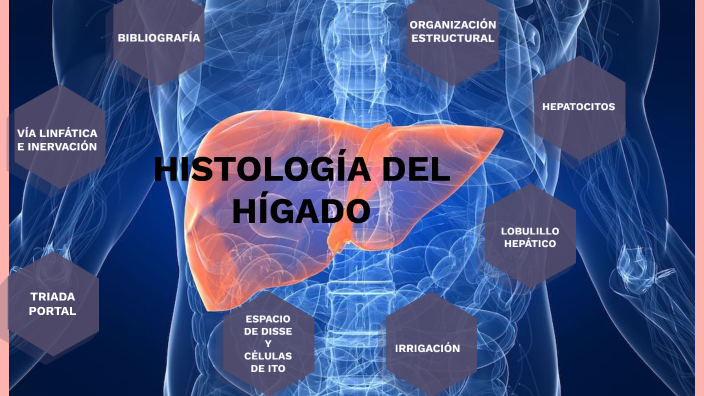 HISTOLOGÍA DEL HÍGADO by Solange Viera on Prezi