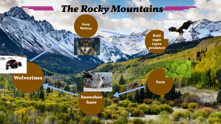 food chain Rocky Mountains by Niels Schouten on Prezi