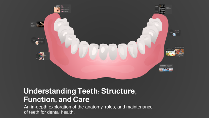 Understanding Teeth: Structure, Function, and Care by alina aliu on Prezi
