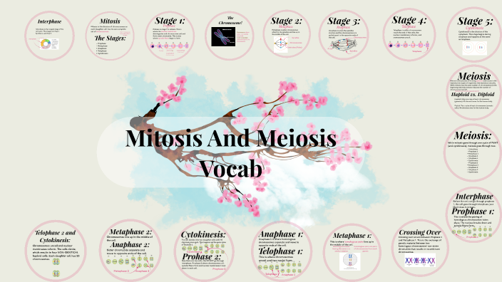 Mitosis And Meiosis Vocab by Lucy Shafer on Prezi