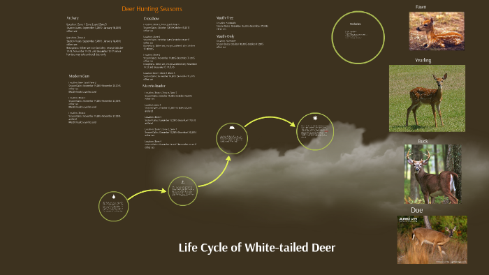 Life Cycle of White-tailed Deer by Elizabeth F on Prezi