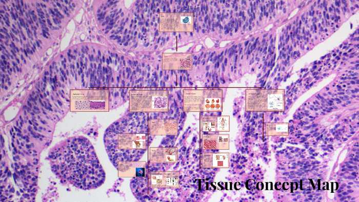 Tissue Concept Map by kyara varela on Prezi