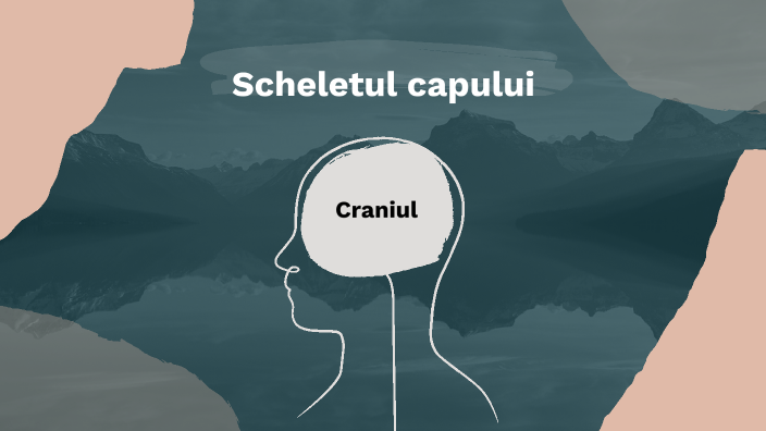 Scheletul capului by Vatavu Daniel on Prezi