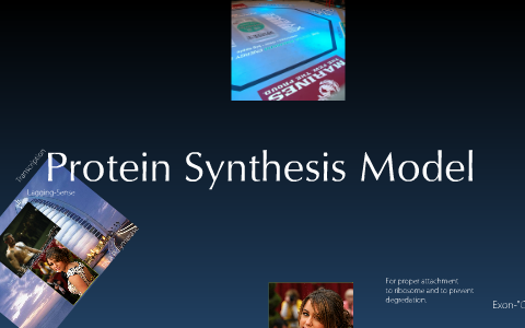 Protein Synthesis Model by Matt Calderon on Prezi