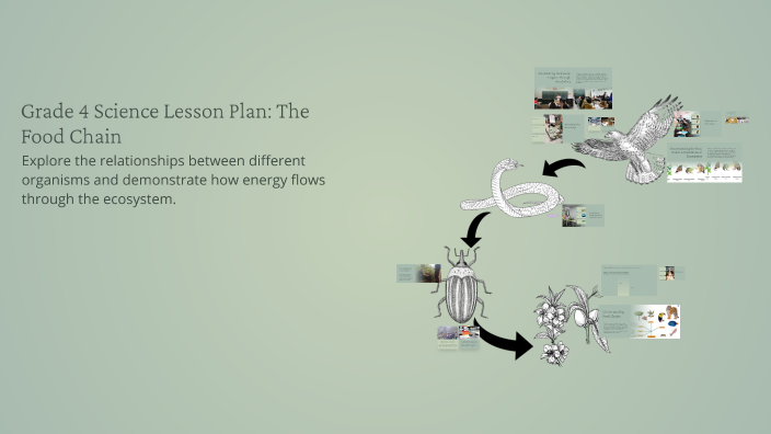 Grade 4 Science Lesson Plan: The Food Chain by Genida Villalobos on Prezi