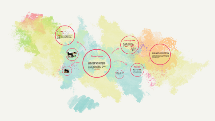 friesian horses by elsa montoya on Prezi