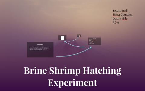 Brine Shrimp Hatching Experiment by Dustin Hille on Prezi