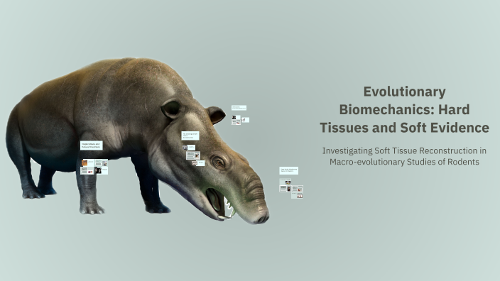 Evolutionary Biomechanics: Hard Tissues and Soft Evidence by Ethan ...