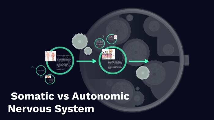 Somatic vs Autonomic system nervous by Caitie Kuemmeth on Prezi