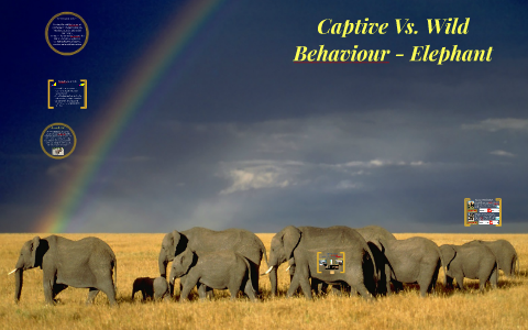 Captive Vs. Wild Behaviour - Elephant by Laura Bamford on Prezi