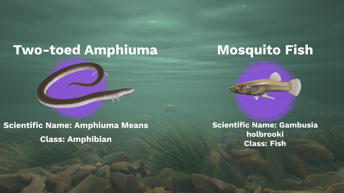 RNC- Two-toed Amphiuma by Environmental Education on Prezi
