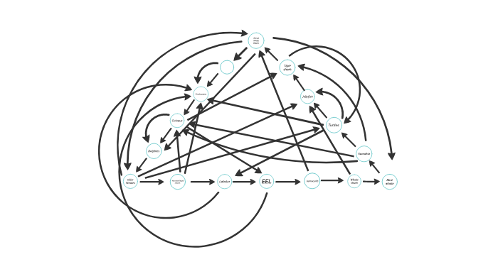 environmental food web by jillian wanner on Prezi