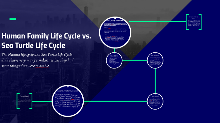 Human Family Life Cycle Vs Sea Turtle Life Cycle By Haley Case Human Family Life Cycle Vs Sea Turtle Life Cycle By Haley Case