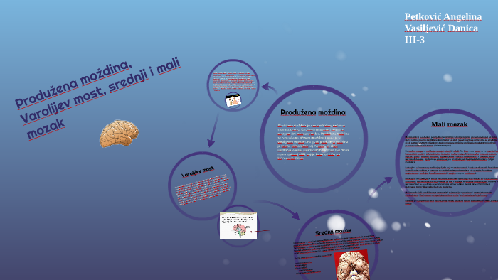 Produžena moždina, Varolijev most, srednji i mali mozak by Angelina ...