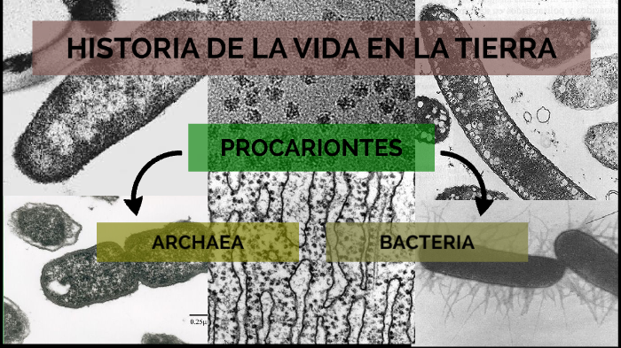 Bacterias y Arqueas by natalia monaldi on Prezi