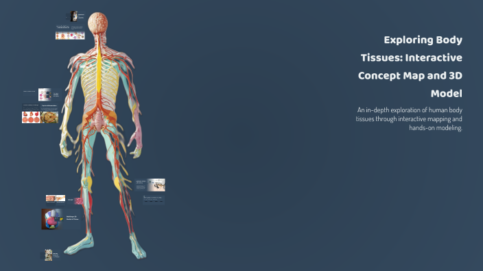 Exploring Body Tissues: Interactive Concept Map and 3D Model by Paulina ...