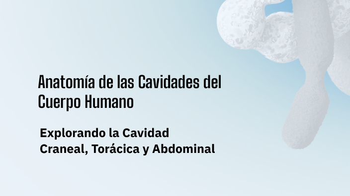 Anatomía de las Cavidades del Cuerpo Humano by estefany miranda on Prezi
