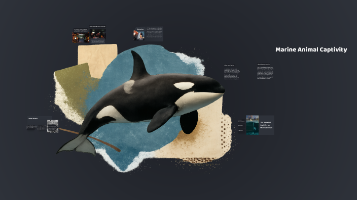 The Case Against Marine Life Captivity: Why It Must End by Makenna ...