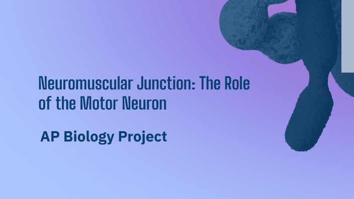 Neuromuscular Junction: The Role of the Motor Neuron by Jose Duron on Prezi