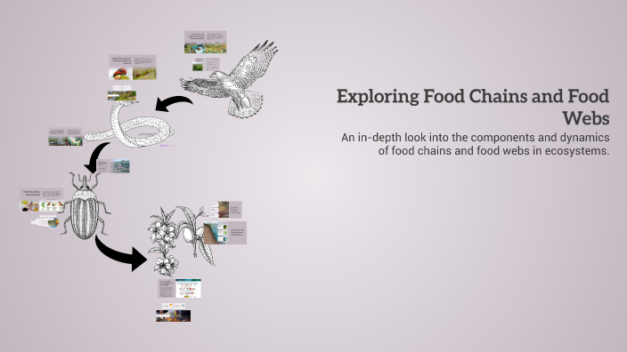 Exploring Food Chains and Food Webs by Marthinus Badenhorst Bester on Prezi