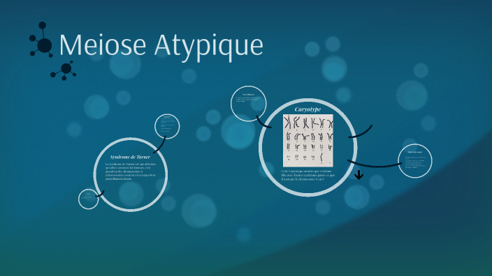 Meiose atypique by Terry Hussey on Prezi