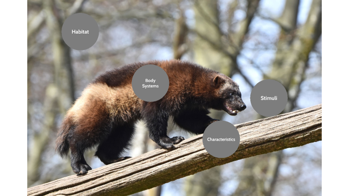 Wolverine Map by JACKSON LANGLEY (Student) on Prezi