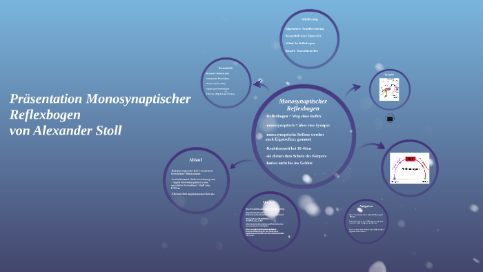 Monosynaptischer Reflexbogen by Alexander Stoll on Prezi